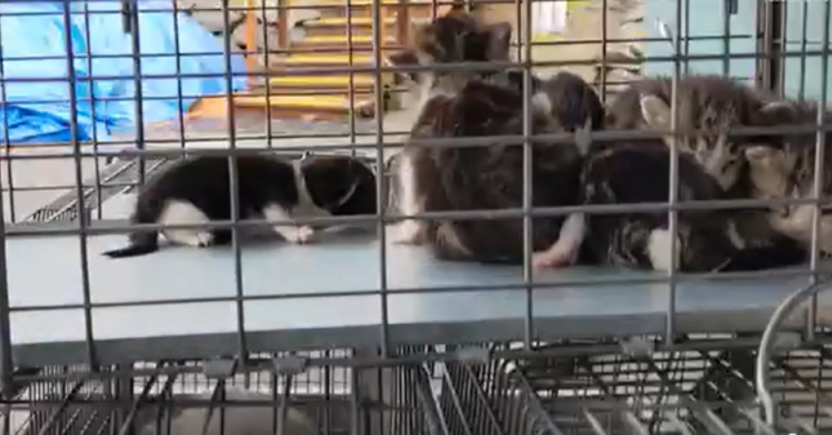 40 chats dont plusieurs nouveau-nés ont été retrouvés entassés sous le ...