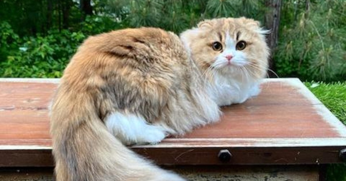 20 photos du Scottish Fold, chat aux oreilles rabattues et au charme ...