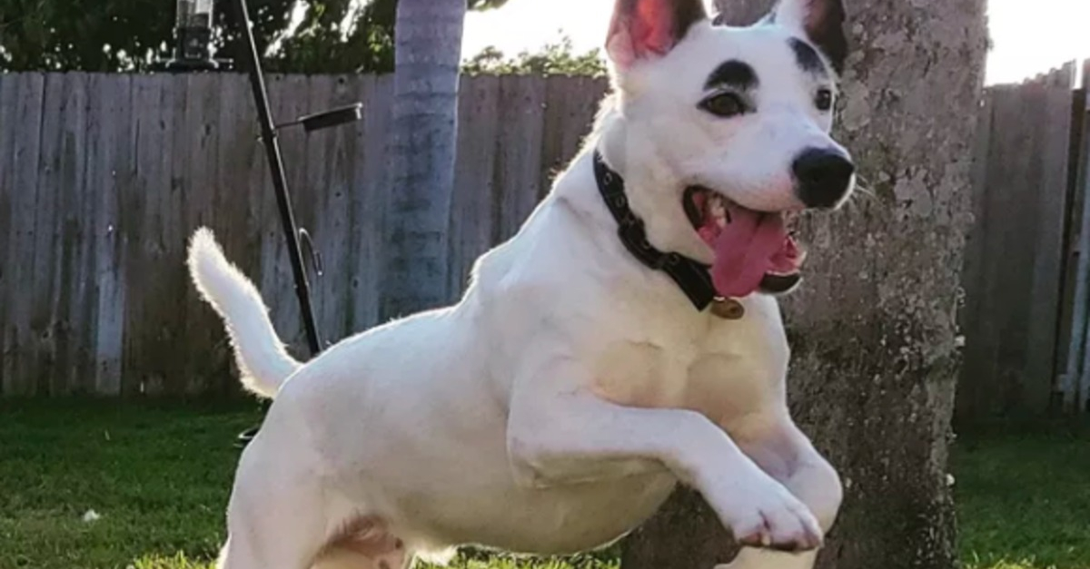 19 chiens aux "sourcils" fascinants qui leur procurent un regard encore ...