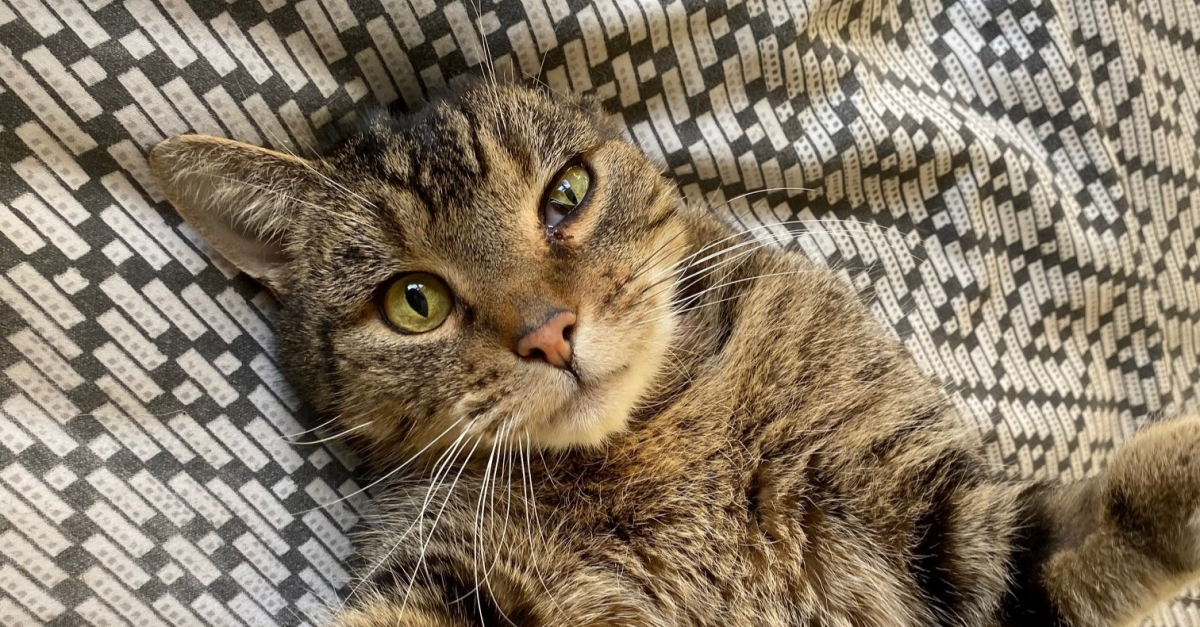 Ce chat atteint d’une infection à l’oreille non traitée par ses ...