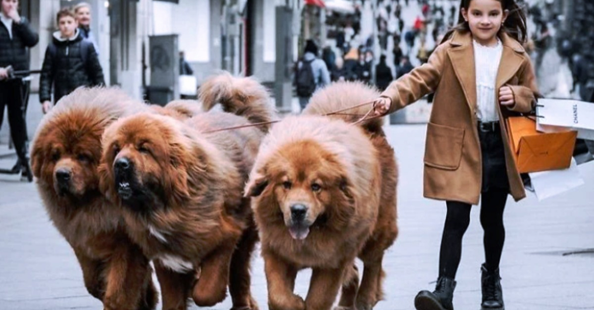 20 photos vous permettant de mieux connaître le Dogue du Tibet, chien ...