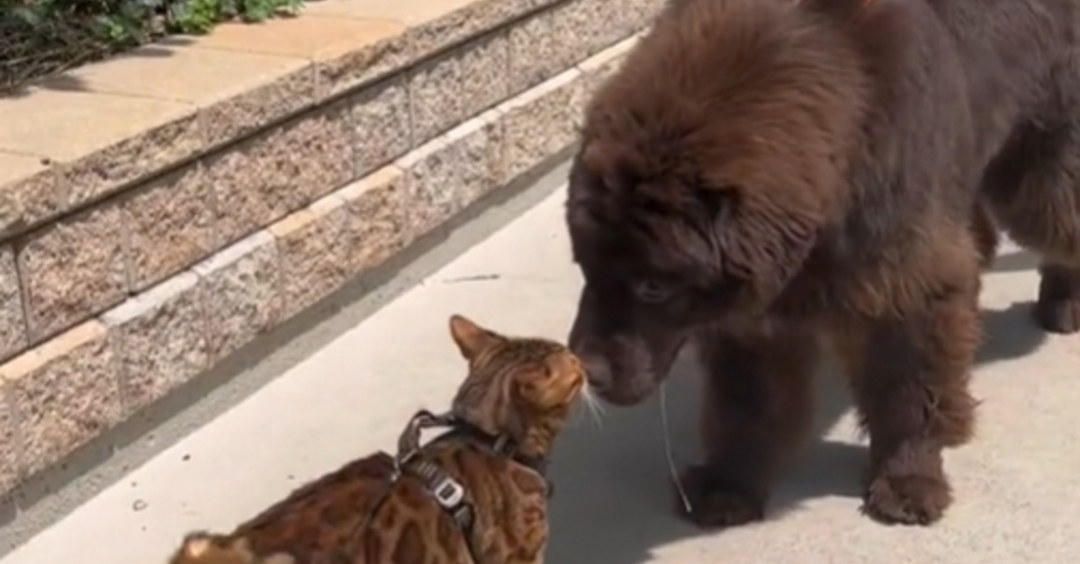 Ce chat Bengal est très amical avec les chiens, même les plus grands ...