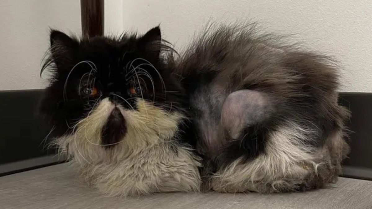 Le renouveau d'un chat Persan abandonné : comment Hampton a retrouvé sa ...