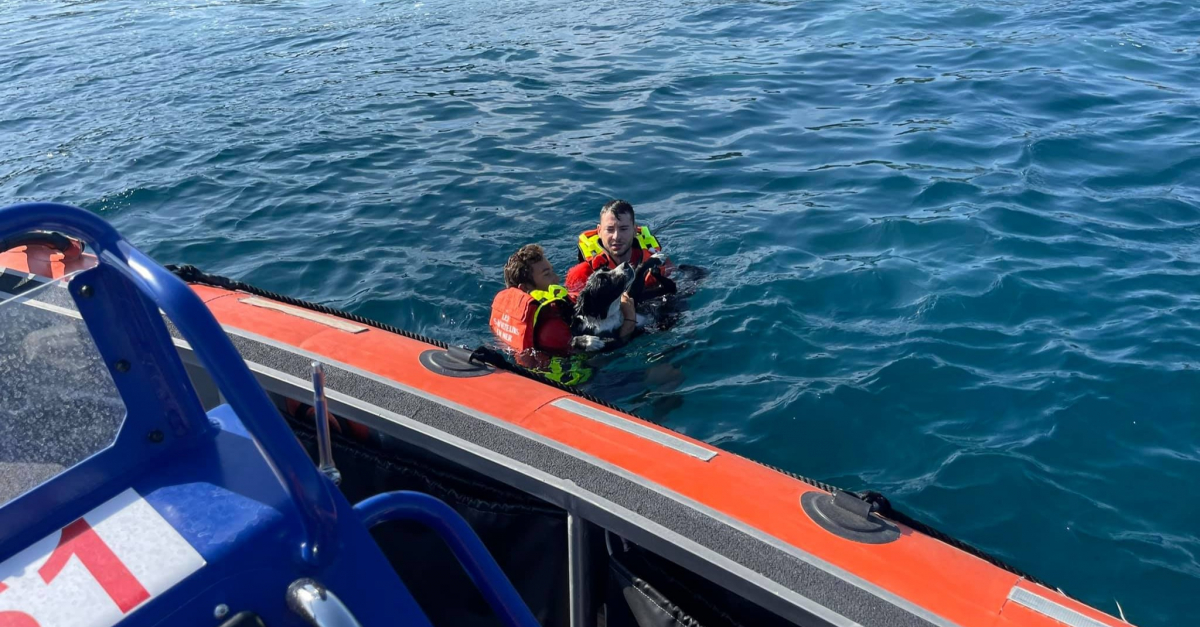Le sauvetage héroïque de Max, le Border Collie perdu en mer
