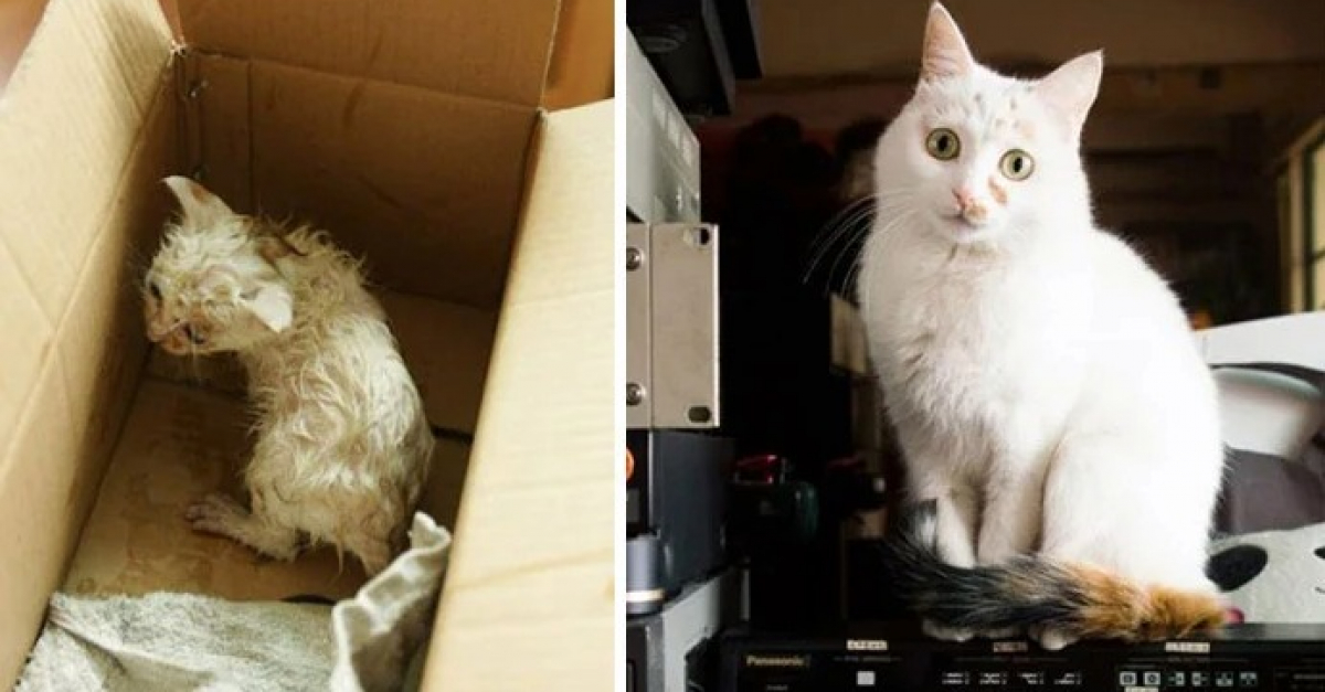 12 photos de chats errants ayant conquis le cœur de leurs nouvelles ...