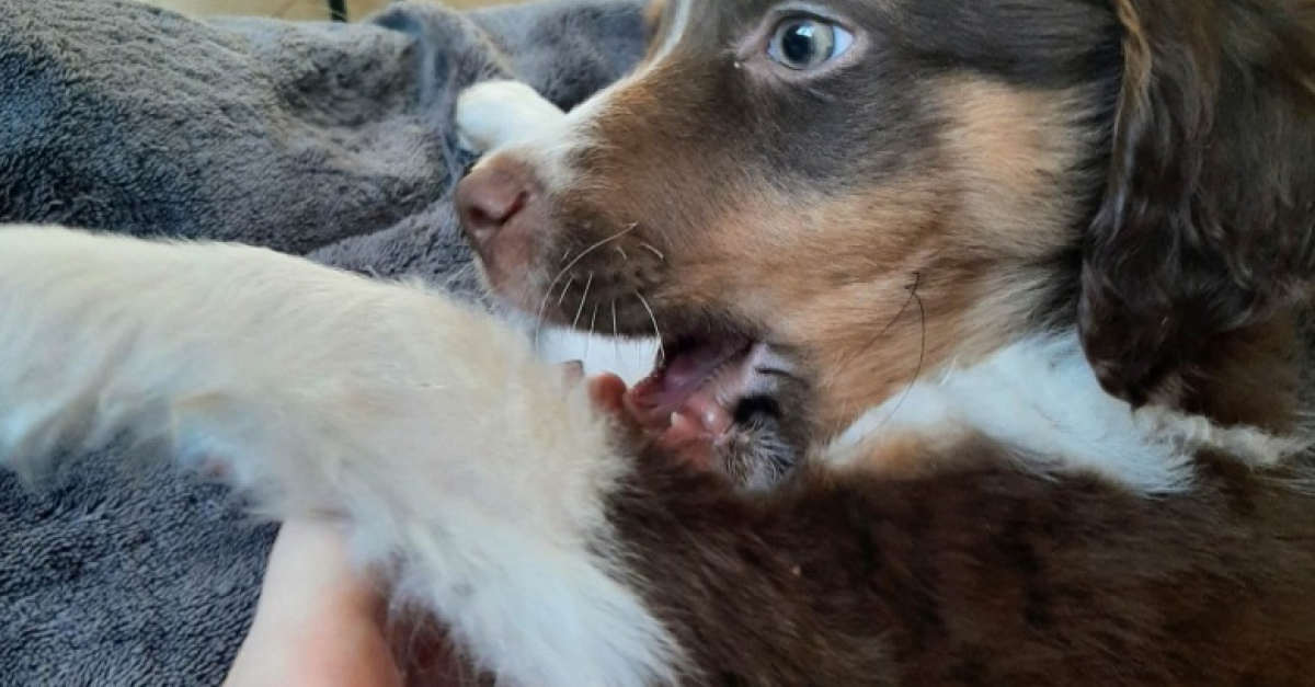 Urya, un chiot berger australien aveugle de naissance, s'est adapté à ...