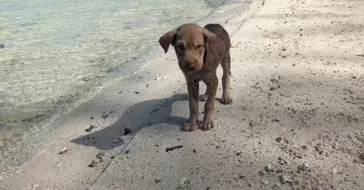 Négligé et terrifié, ce chiot abandonné sur une plage ne laissait ...