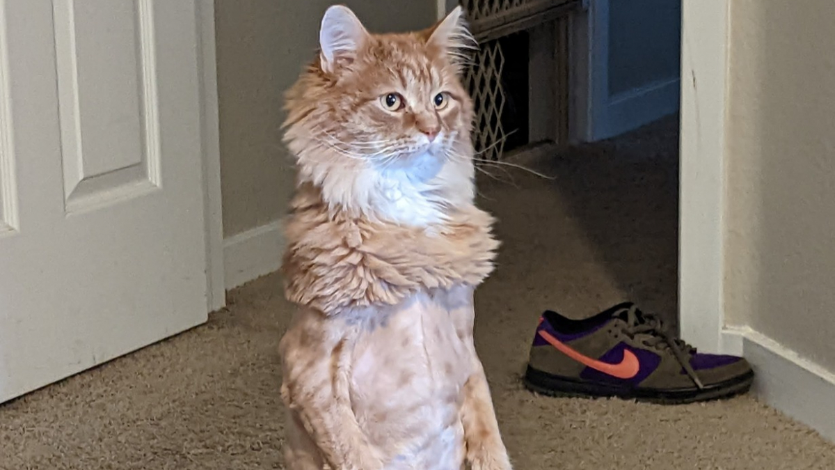 Quand il entend sonner chez lui, ce chat se lève d’une drôle de façon