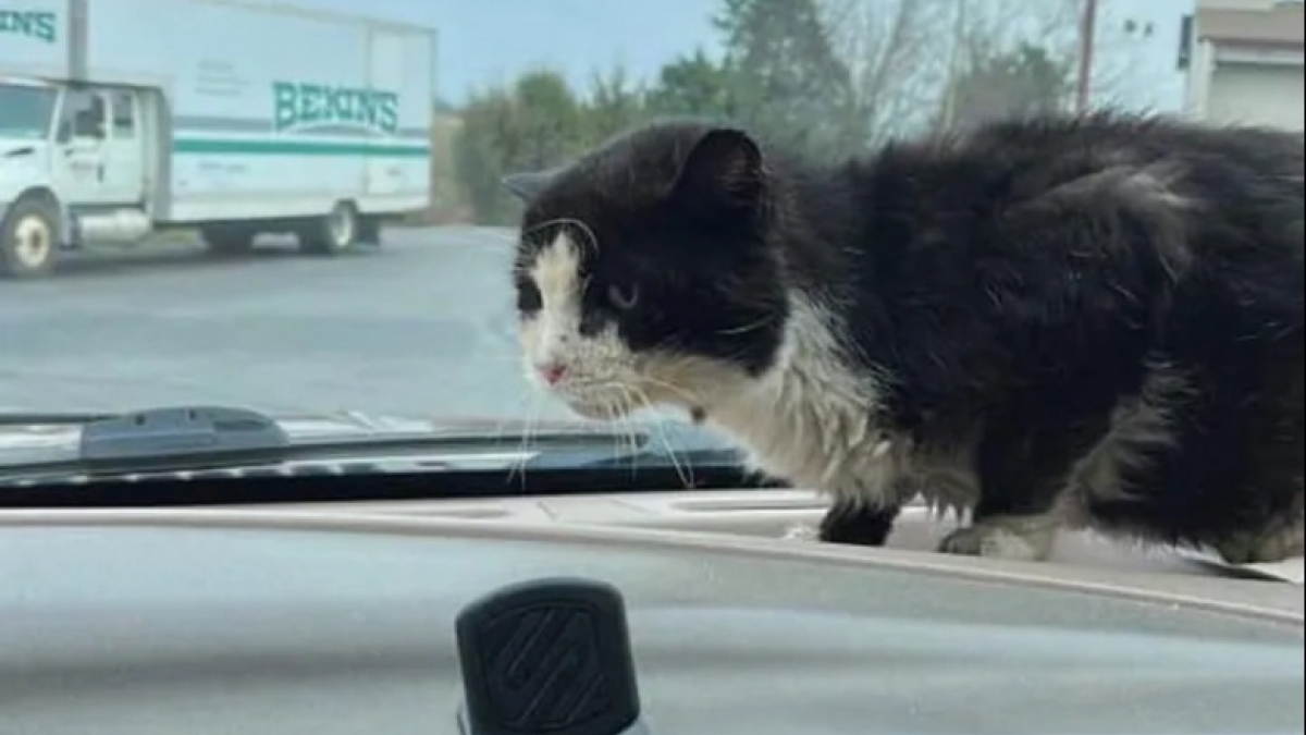 Une femme découvre un vieux chat mal en point dans un parking et change ...