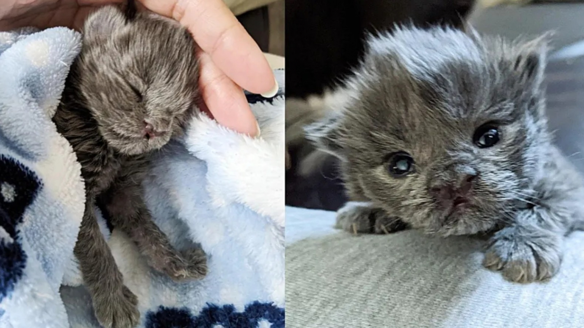 Bonsaï, le chaton malade qui a conquis les cœurs avec sa volonté de vivre