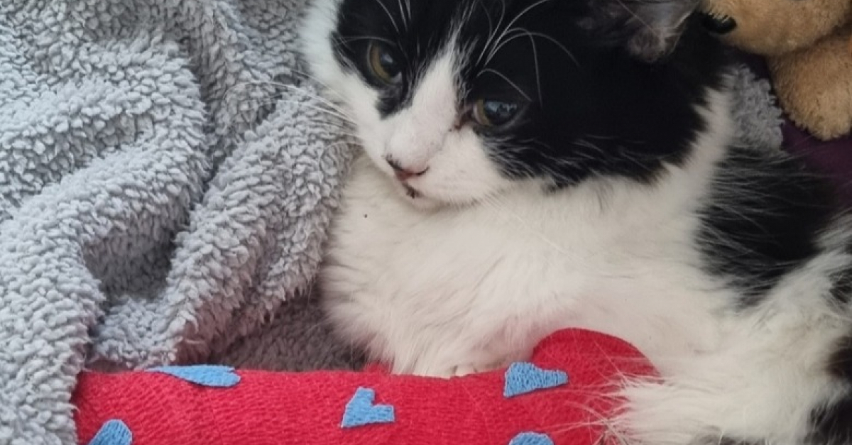 Étonnée de ne pas voir sa chatte au réveil, une femme découvre que le félin a chuté de 15 mètres