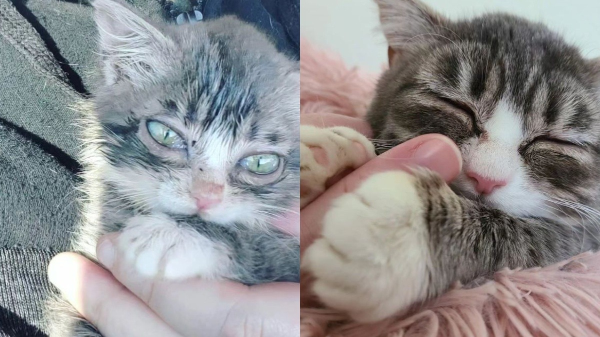 Ce petit chat atteint de nanisme a été retrouvé au milieu d'une colonie ...