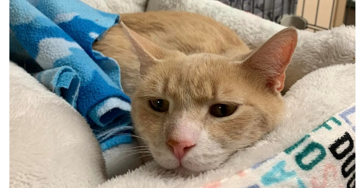 Une femme donne tout ce qu’elle peut pour sauver deux adorables chatons plus petits que la paume ...