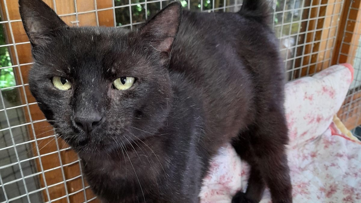 Un félin atteint du « sida du chat » ne parvient pas à trouver de ...