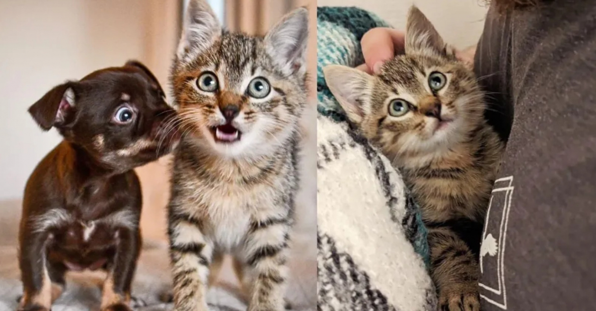 Une famille sauve deux adorables chatons abandonnés sur une route très fréquentée