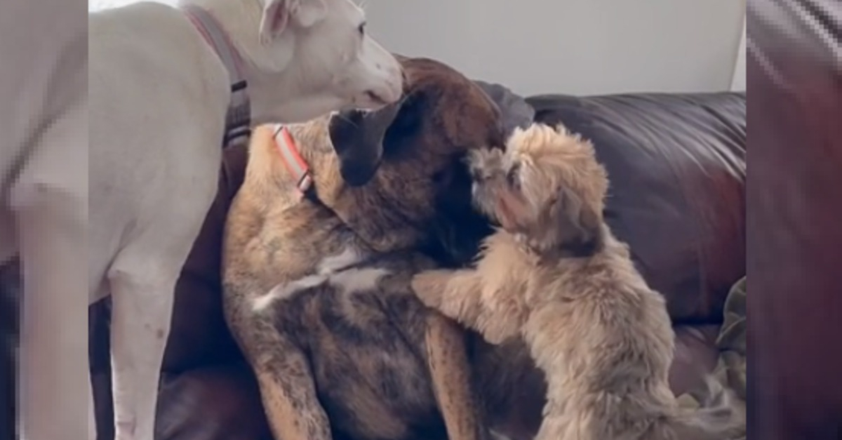 Le lien unique entre des chiens attentionnés et leur ami Mastiff l'aide à surmonter ses peurs ...