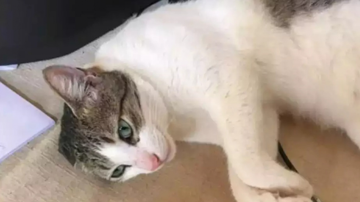 Véritable miracle, ce chat est retrouvé 10 jours après sa disparition à ...