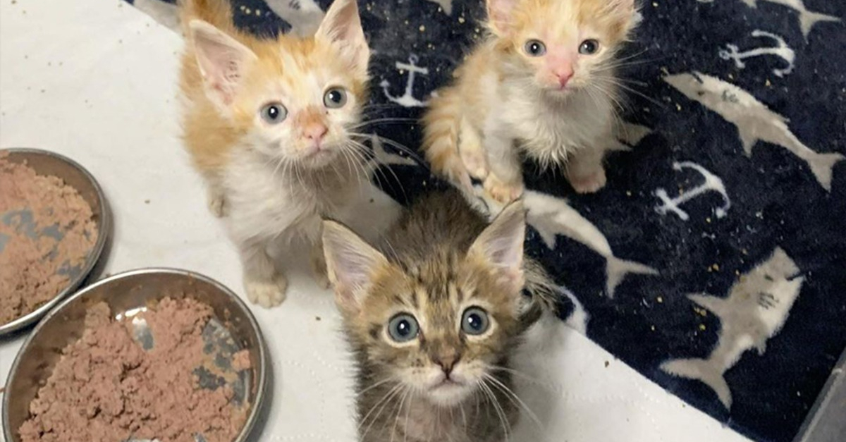 L'amour d'une maman adoptive engagée dans un combat acharné pour sauver ...