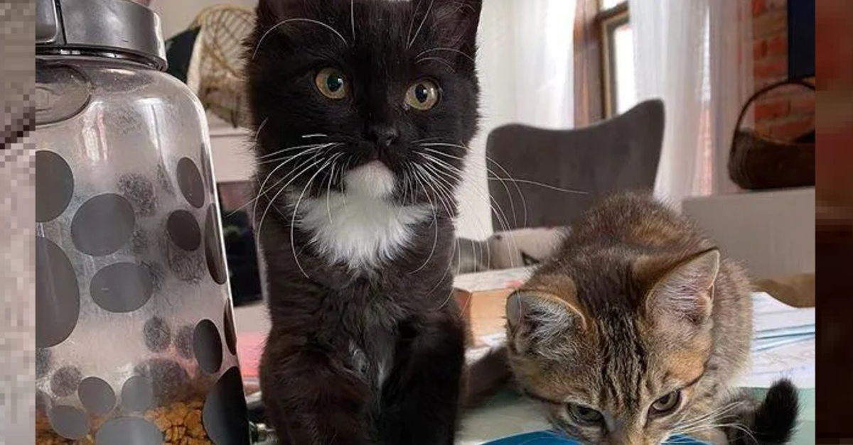 La transformation inspirante d'un duo de chatons errants dont l ...