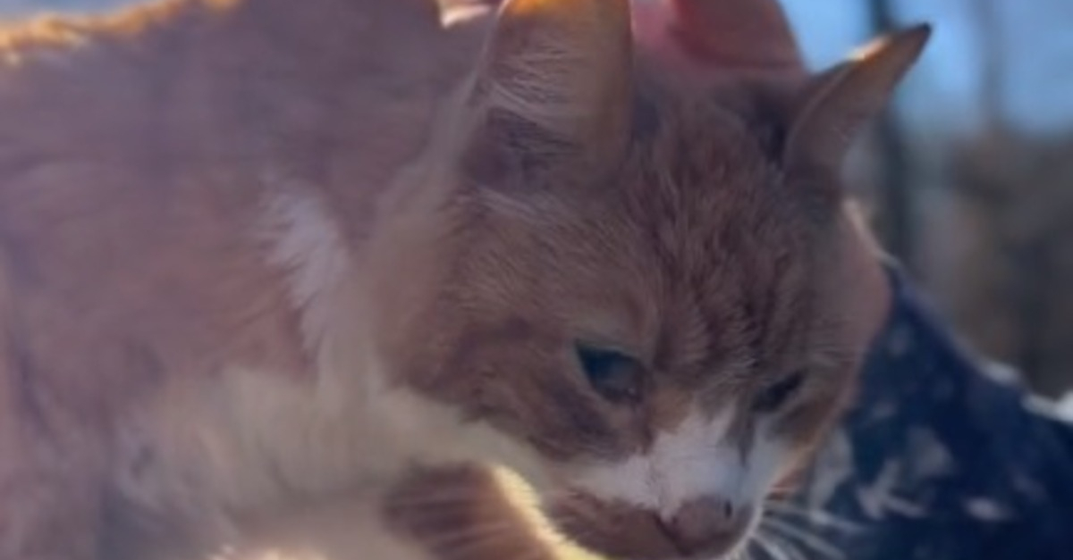 Une chatte gravement malade vit une dernière journée mémorable et émouvante grâce à sa ...