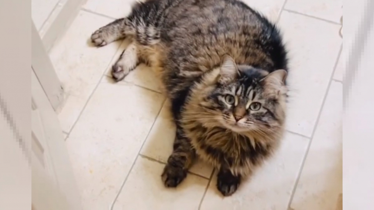 Une chatte utilise un simple objet du quotidien et sa créativité pour inventer un jeu avec sa ...