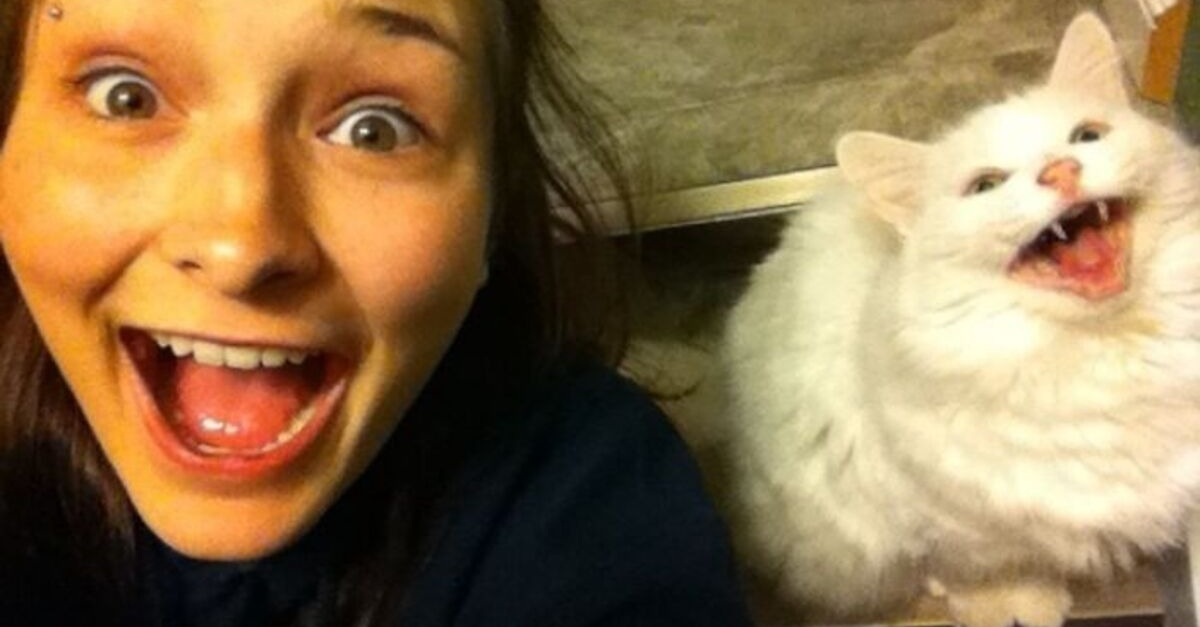 12 photos montrant la ressemblance frappante entre les chats et leurs ...