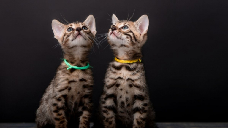 5 races de chats à poil court qui prouvent que moins c'est plus
