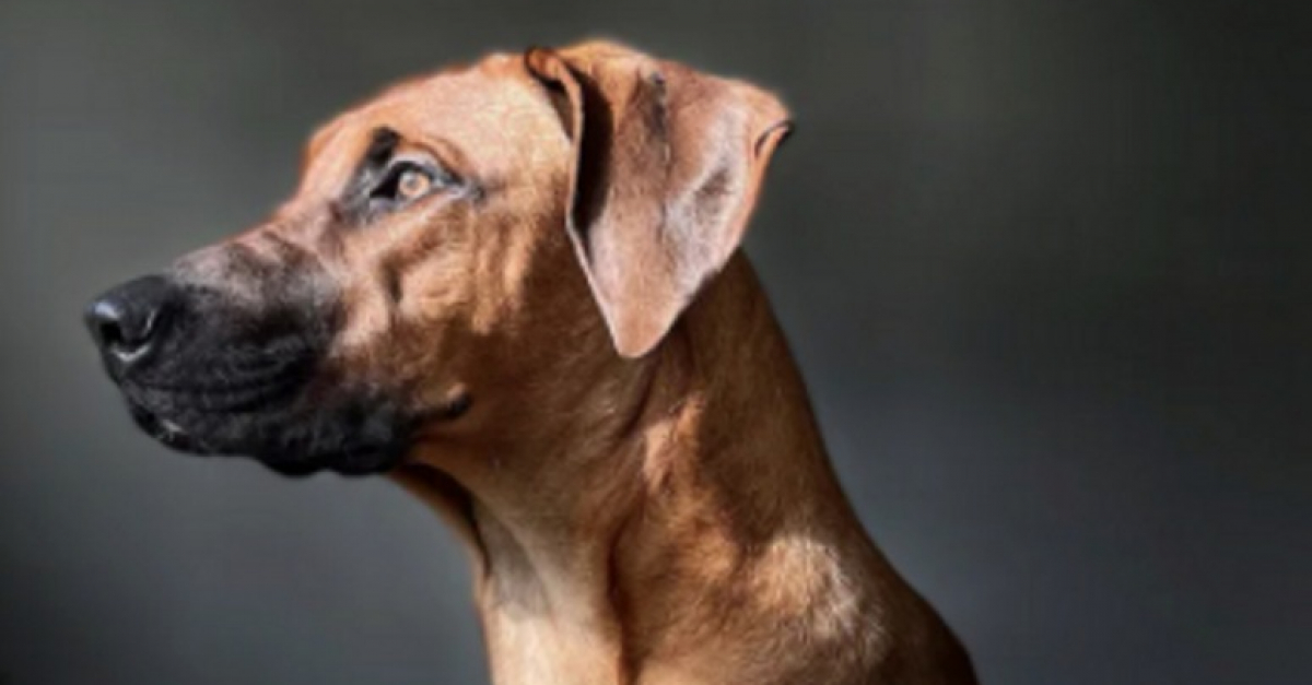 19 photos montrant que les Rhodesian Ridgeback sont de merveilleux ...