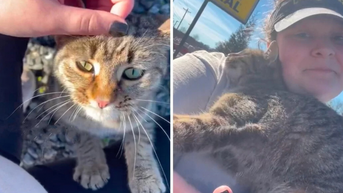 Avec de la patience, la nouvelle maîtresse de cette chatte errante parvient à lui redonner confiance