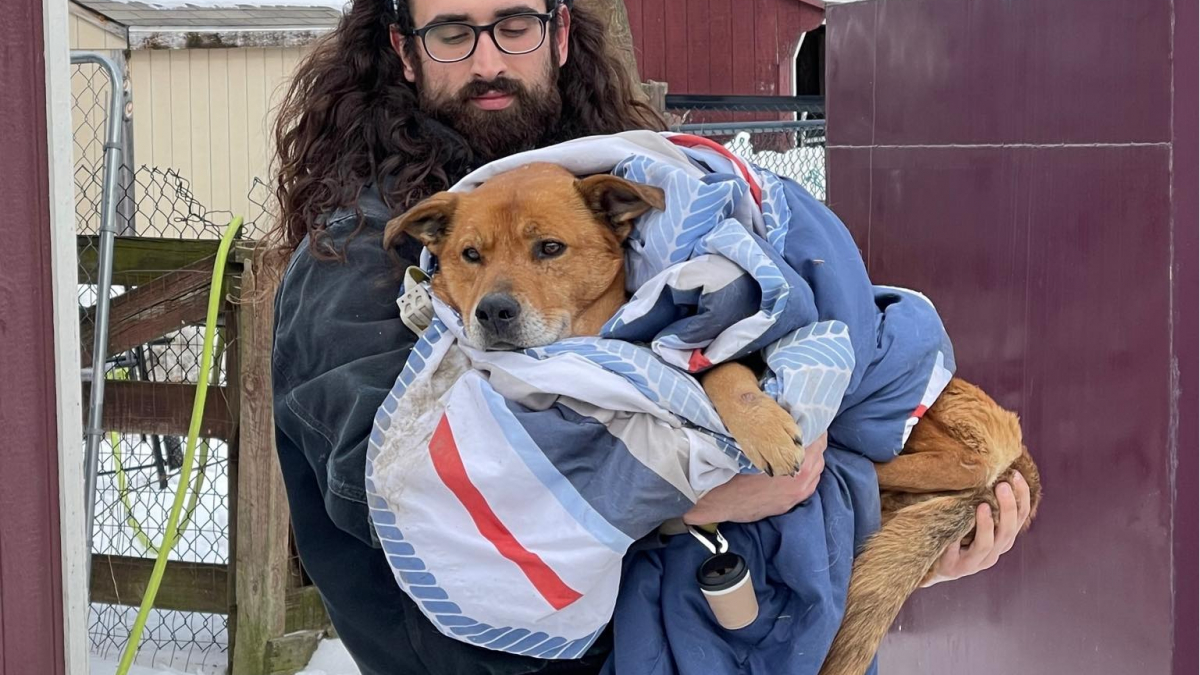 Retrouvailles émouvantes entre Teddy, le canidé rescapé, et ses ...