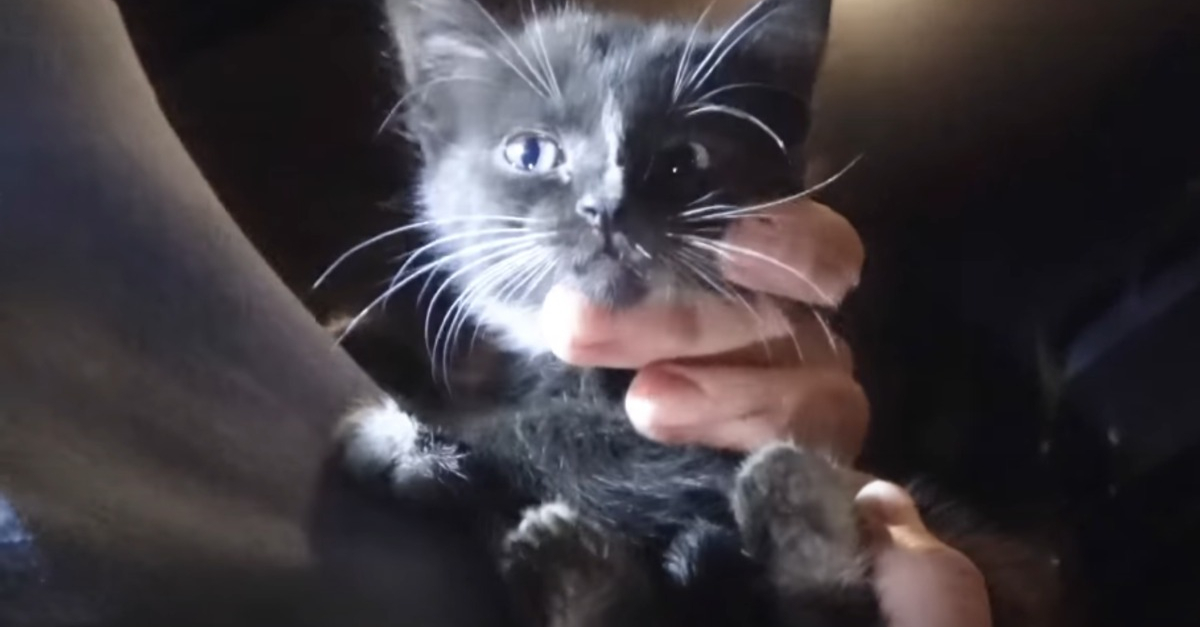 Le destin d'un chaton coincé sous le capot d'une voiture bascule grâce ...