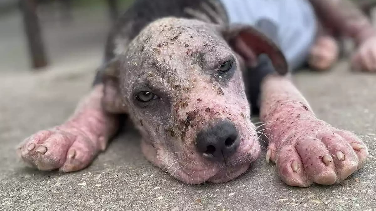 Une jeune chienne souffrant de la gale et de la faim se remet à espérer ... Une jeune chienne souffrant de la gale et de la faim se remet à espérer ...
