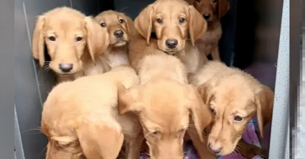 7 petits Labradors abandonnés sur la route avec des copeaux de bois ...