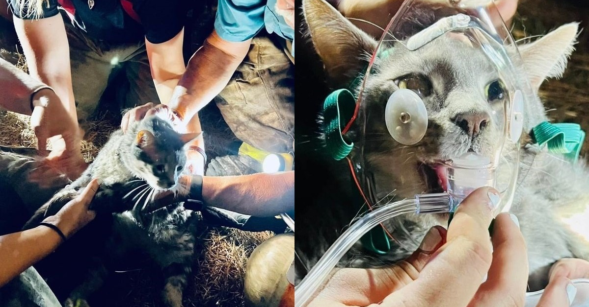 Effrayée par l’alarme incendie, une chatte se cache et se retrouve ...