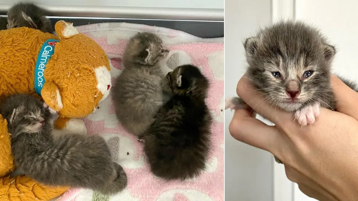 Une bénévole dévouée redonne espoir à 4 chatons orphelins âgés de ...