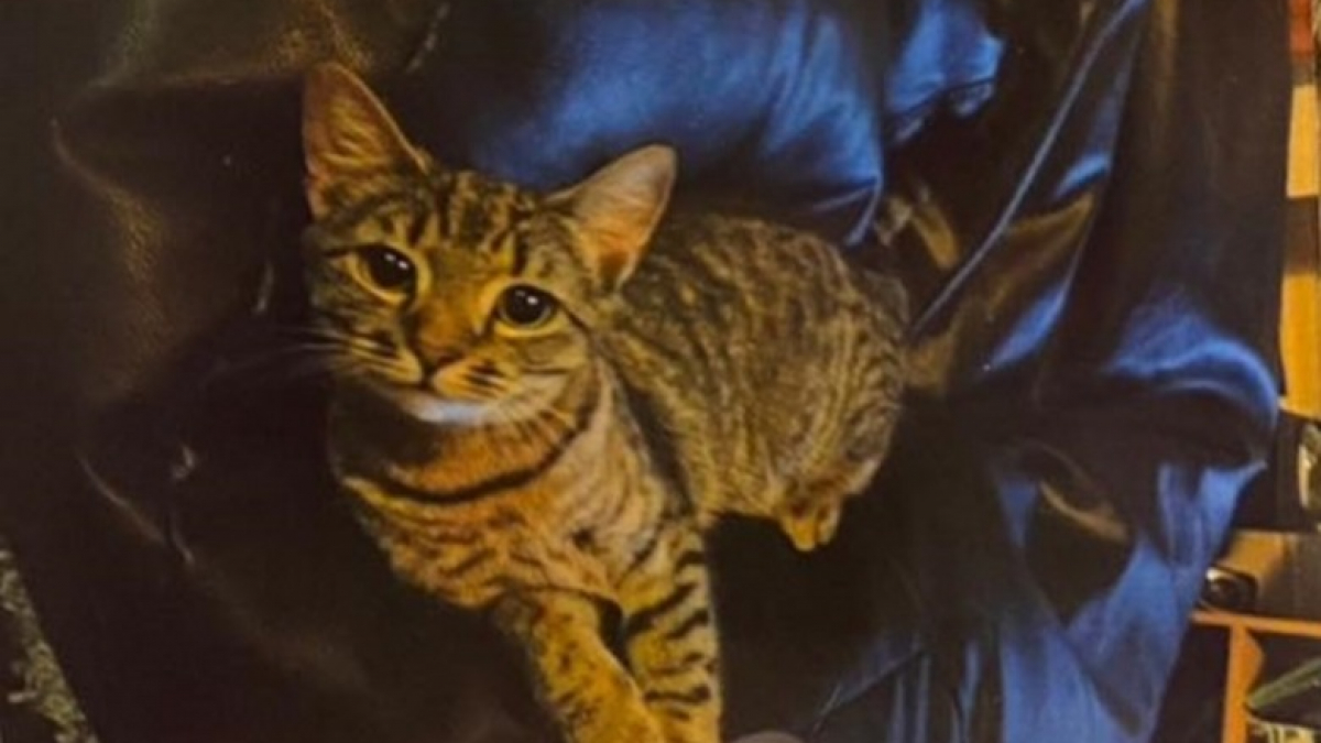 Une vétérinaire se démène pour retrouver la famille d’une chatte ...