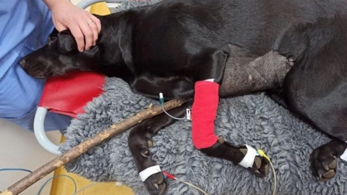 Une opération délicate pour sauver Molly, le jeune labrador victime d ...