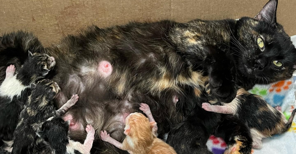 Une chatte errante enceinte suit un félin domestique et s’incruste dans ...