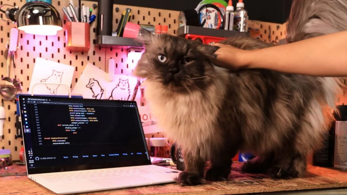 Une femme crée une technologie capable de s’assurer que son chat va ...