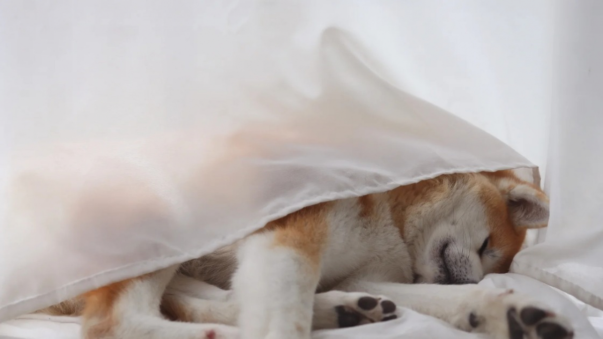 La première crèche pour chien en France, "Les Belles Truffes", a ouvert ...