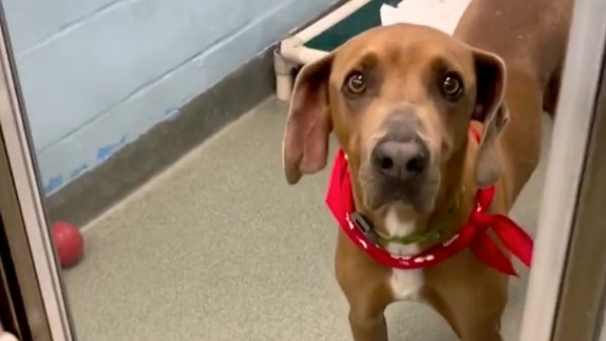 Après avoir été abandonné pour une bien triste raison, Arnold recherche ...