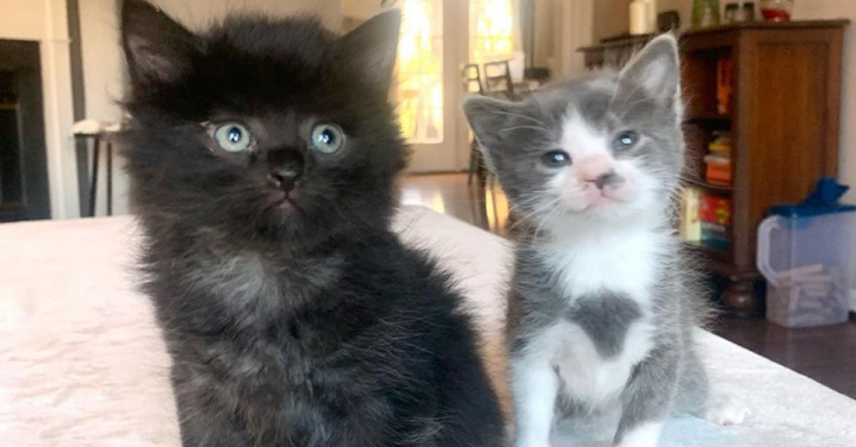 2 chatons orphelins se rencontrent et se lient d’amitié dans leur ...