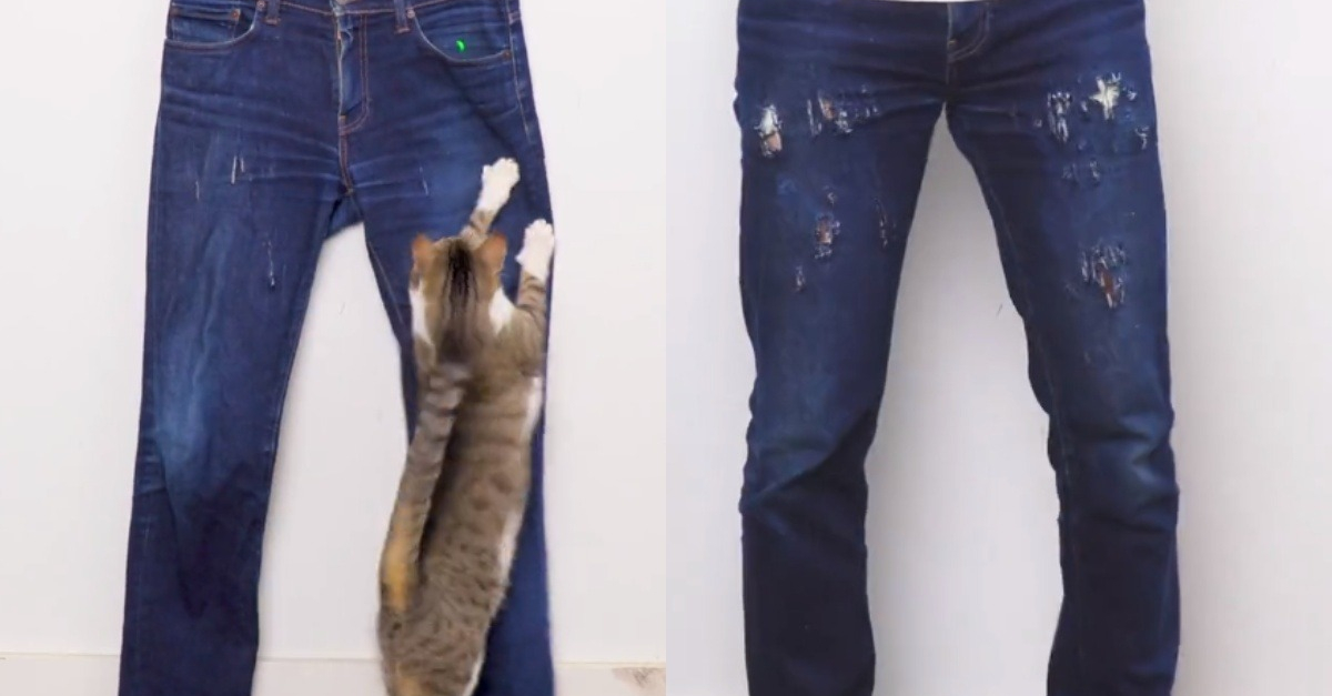 Ce chat peut transformer le plus banal des jeans en une véritable pièce ...