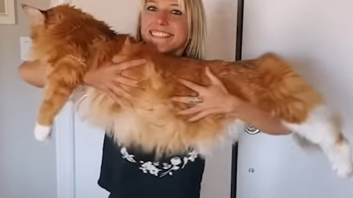 Un chat pas comme les autres : ce Maine Coon géant fait la taille d’un ...