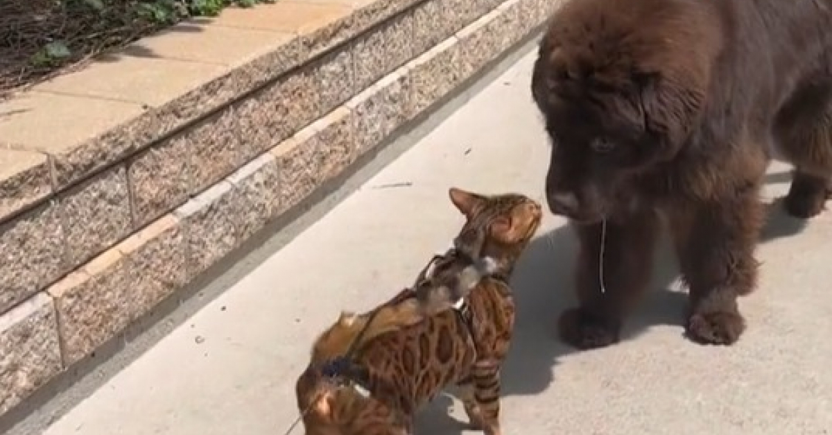 Voici Ace, un Bengal amoureux de tous les chiens ! (vidéo)