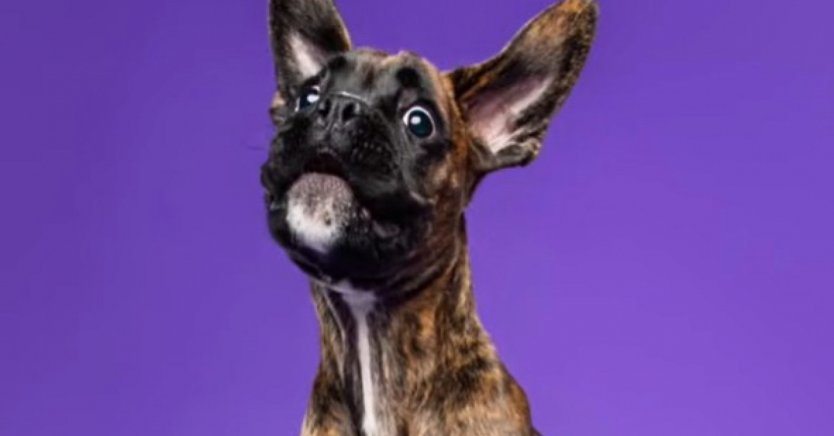 Ce Boxer ne tient pas en place lors de sa séance photo et les souvenirs ...