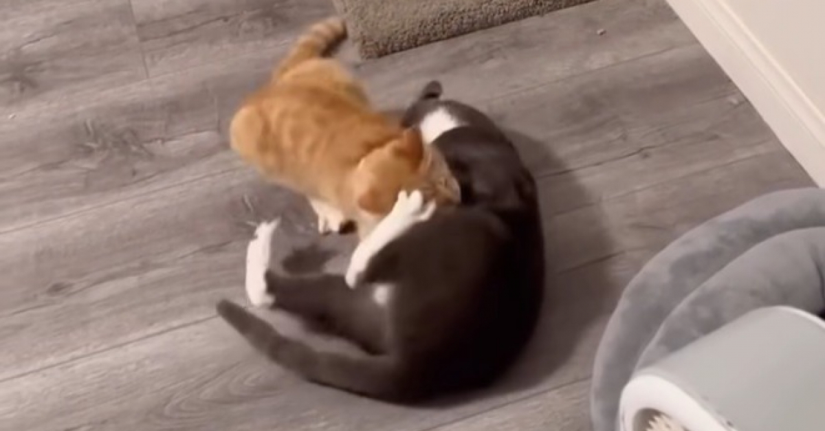 2 chats avec différents handicaps affrontent les épreuves de la vie ...
