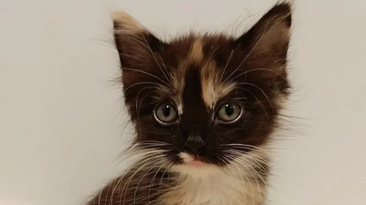 Un chaton touché par un retard de croissance retrouve confiance grâce à ...