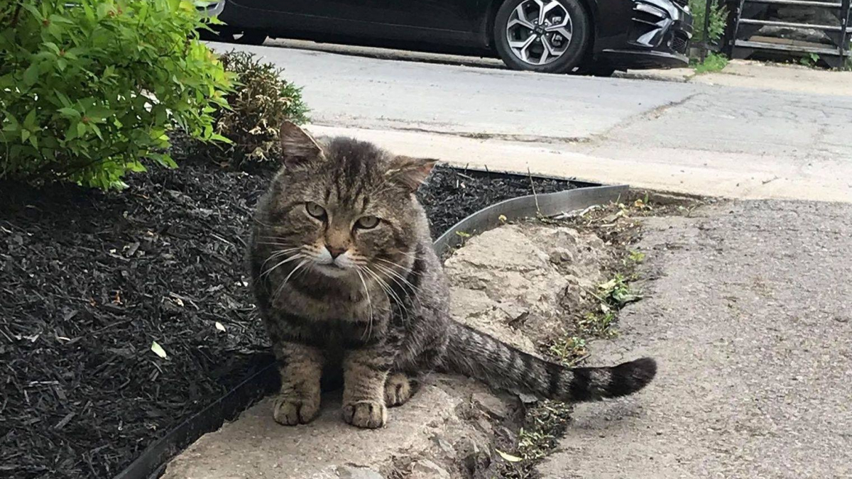 Ce chat errant mal en point attendait juste la bonne personne pour que ...