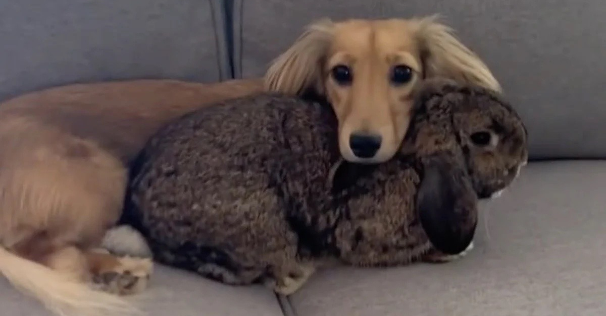 Sur TikTok, une vidéo humoristique met en avant l’amitié touchante qui ...